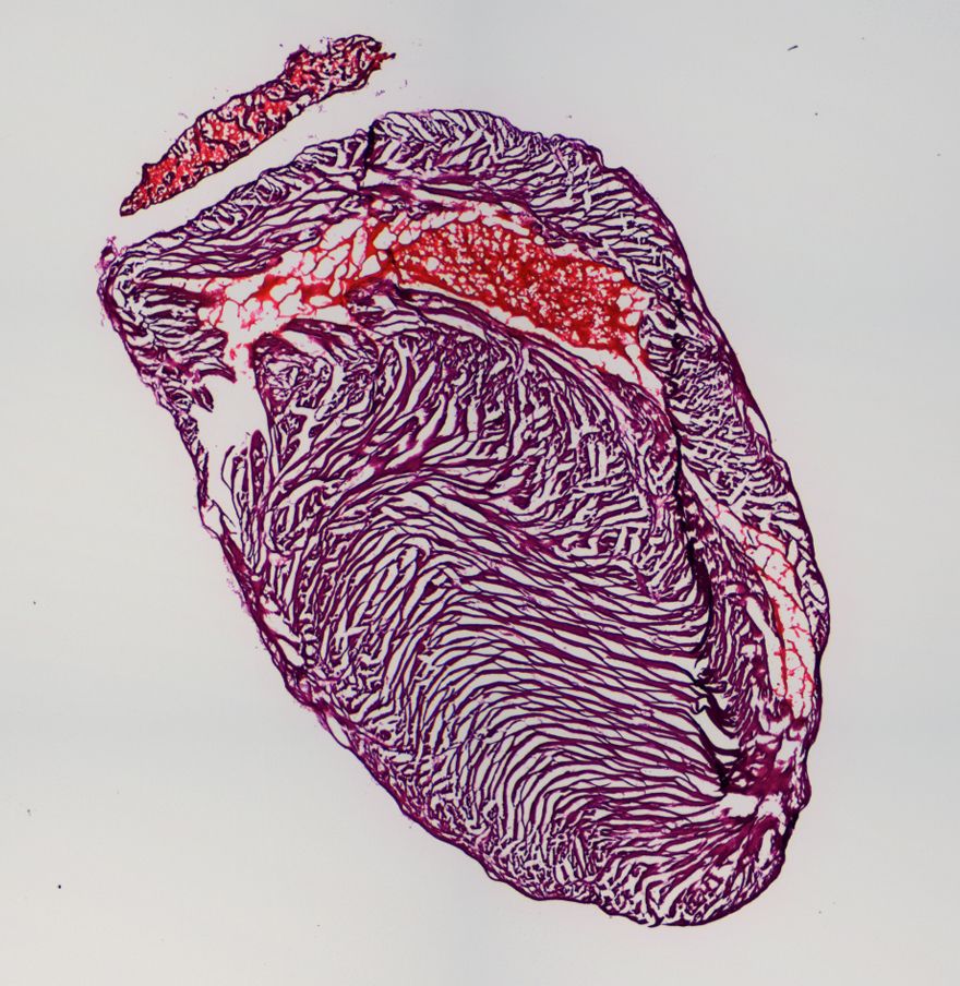 Featured Image in Leica! | Yupeng Chen's Nanomedicine Lab